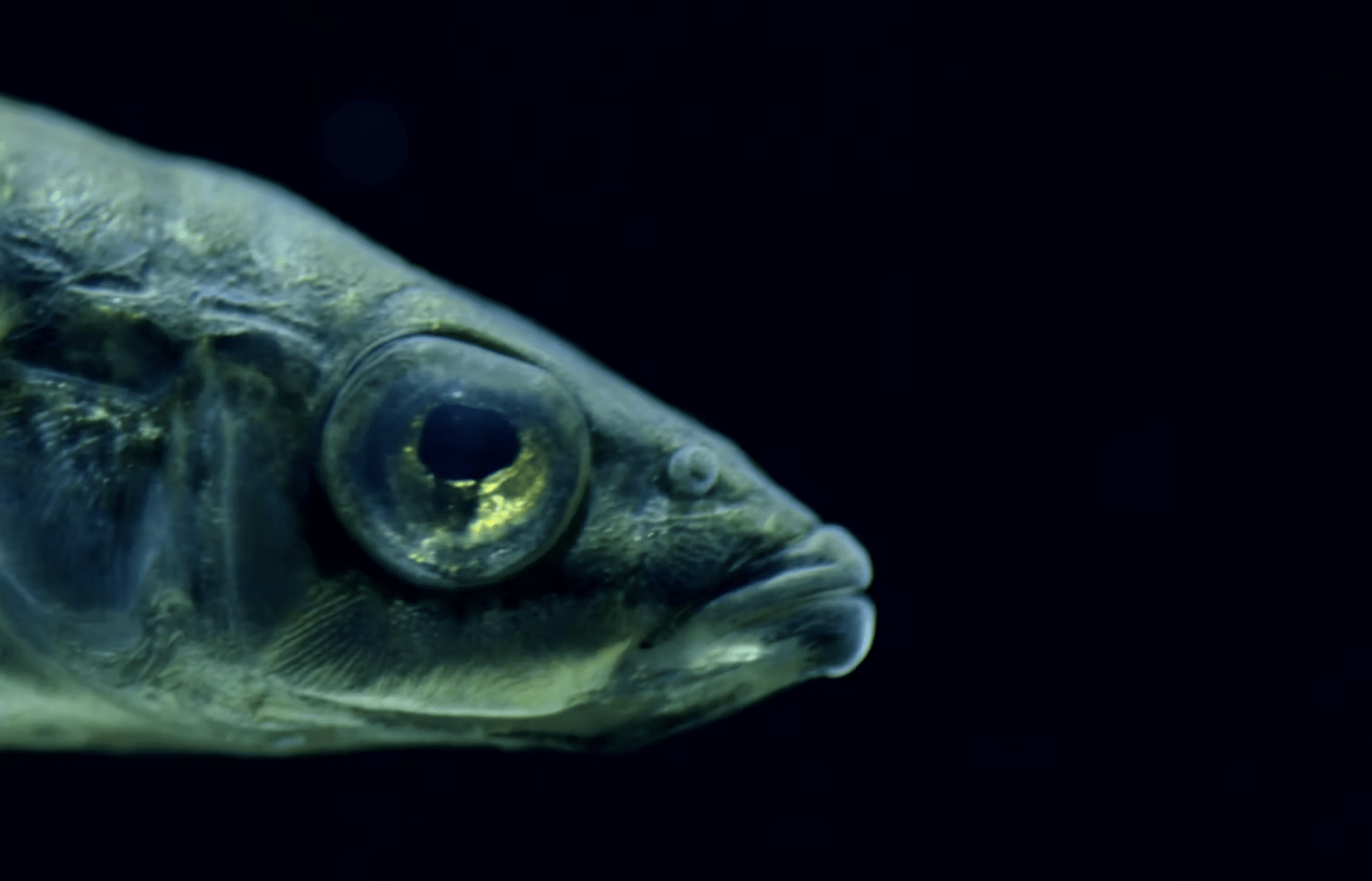 Kampen om Östersjön – spigg vs. gädda - Deep Sea Reporter