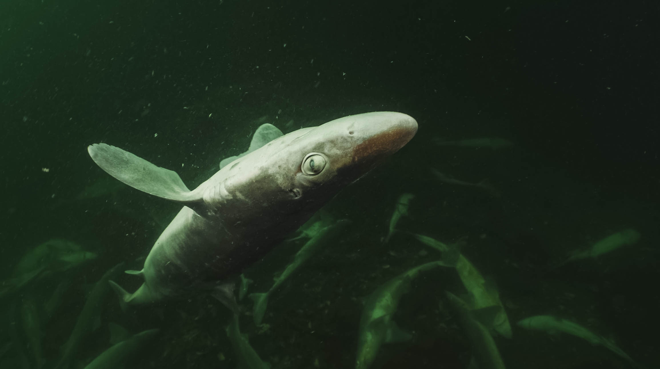 Shark slaughter in Lysekil: criminal investigation launched - Deep Sea ...