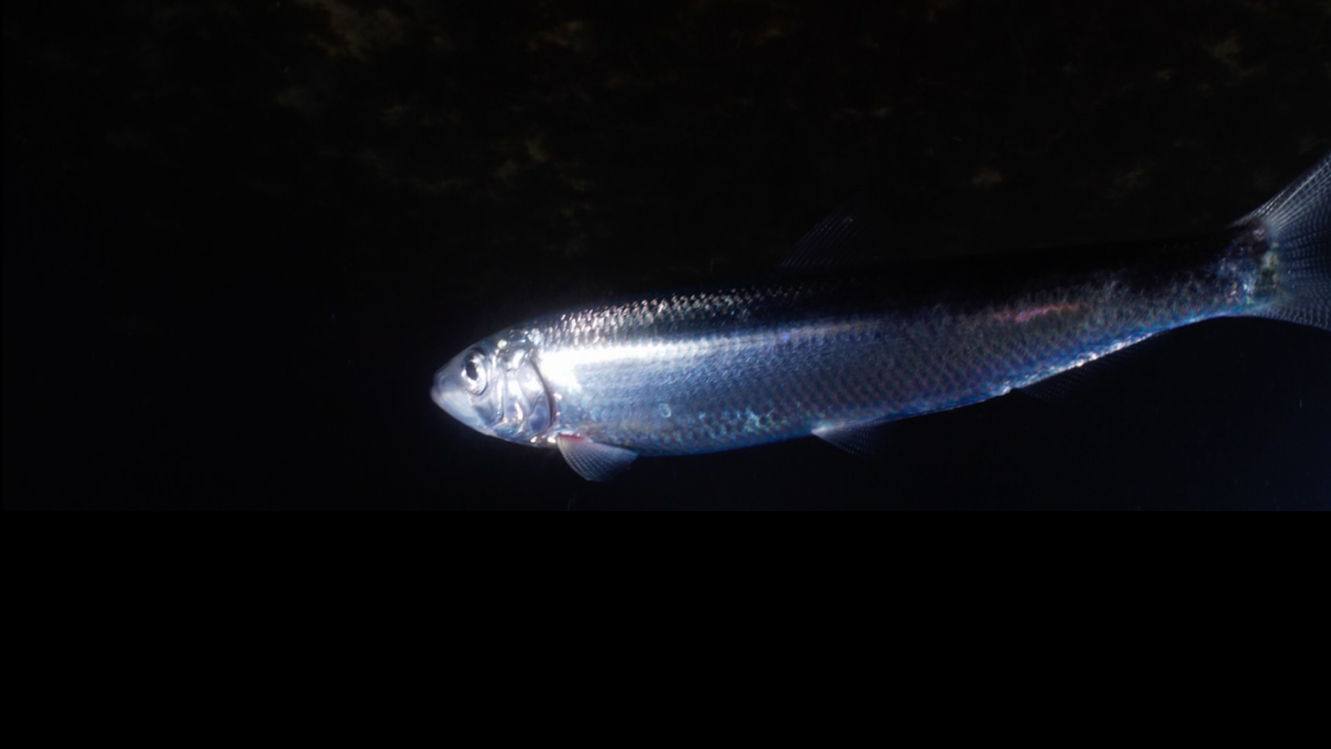 Will spend the whole herring - Deep Sea Reporter