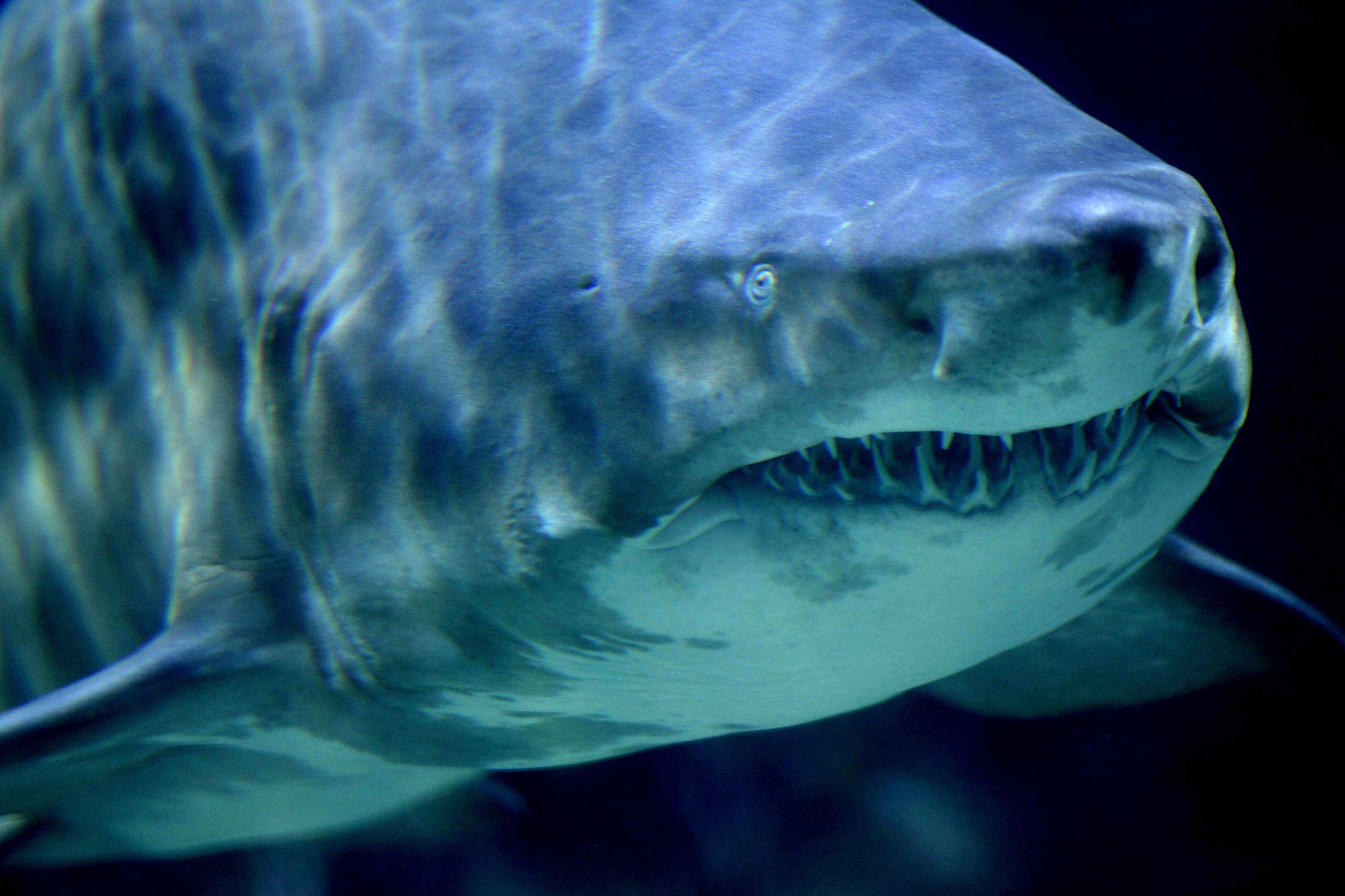 Sharks survey seagrass beds - Deep Sea Reporter