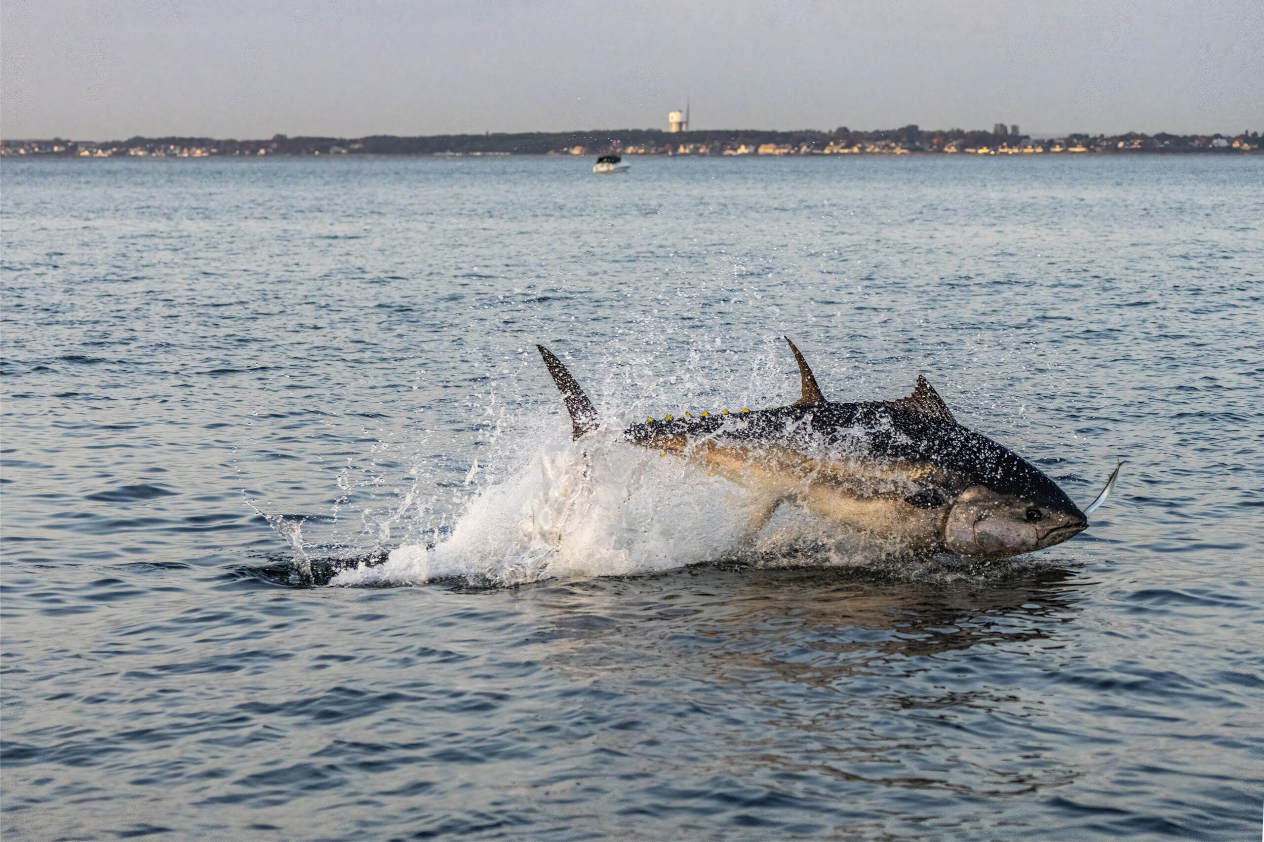 Amount of Tuna in Öresund: Never seen so much - Deep Sea Reporter