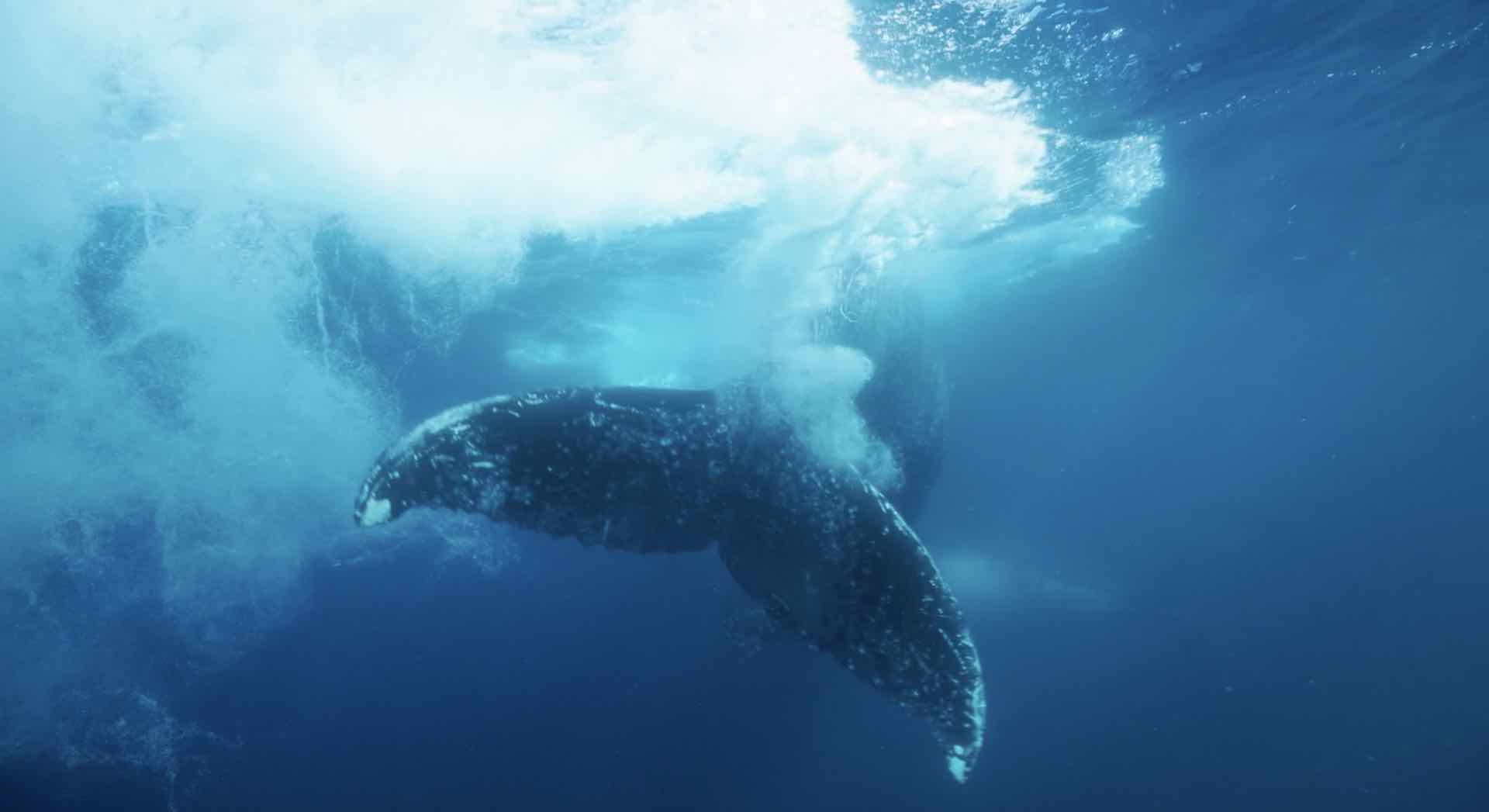 My First Dive with Whales - Deep Sea Reporter