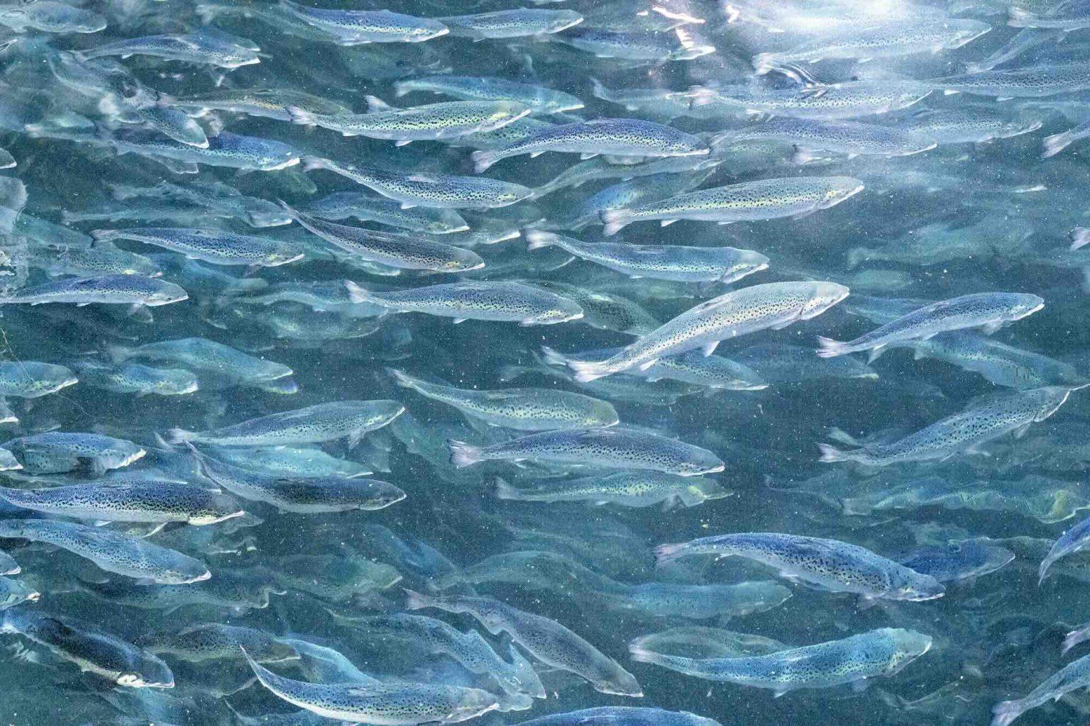 Fish rots alive – Worry about mysterious salmon disease in Norway ...