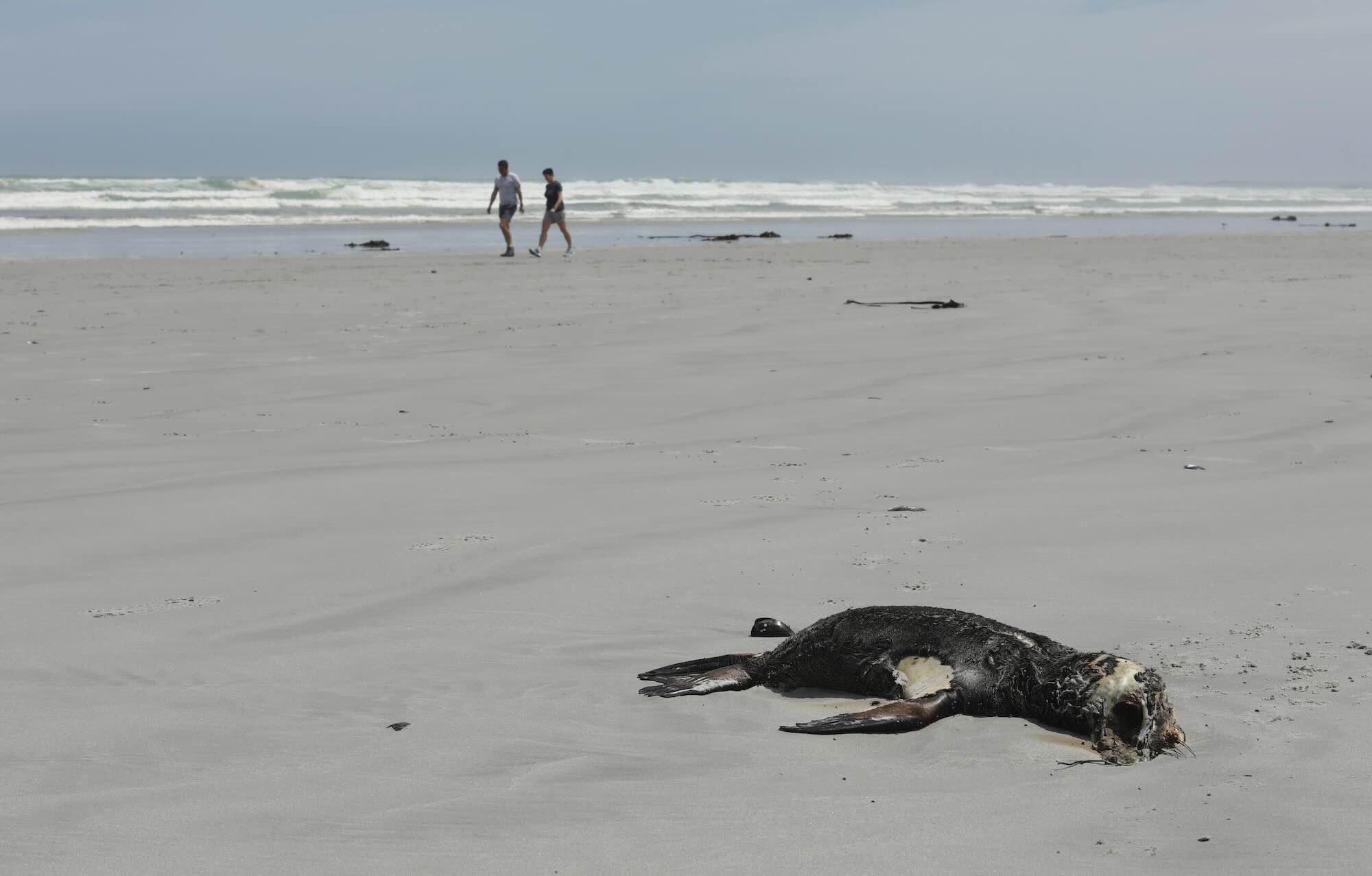 Rabid Seals Strike Fear in South Africa - Deep Sea Reporter