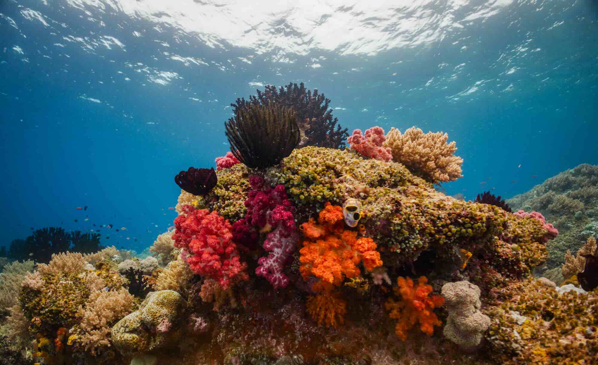 Debt Write-Off to Save Coral Reefs in Indonesia - Deep Sea Reporter
