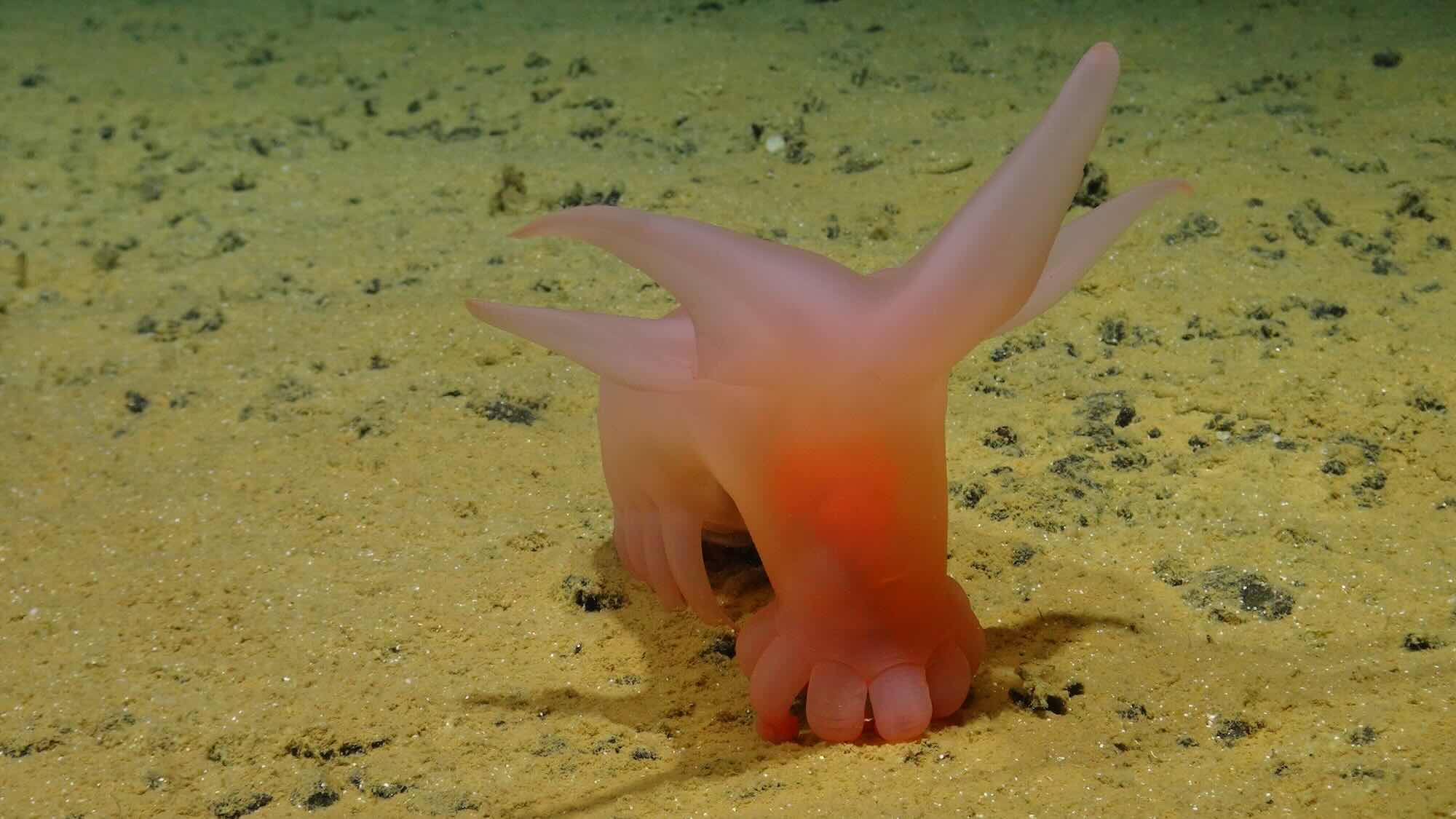 Pink Sea Pig Found in Depths - "You Feel Stunned" - Deep Sea Reporter