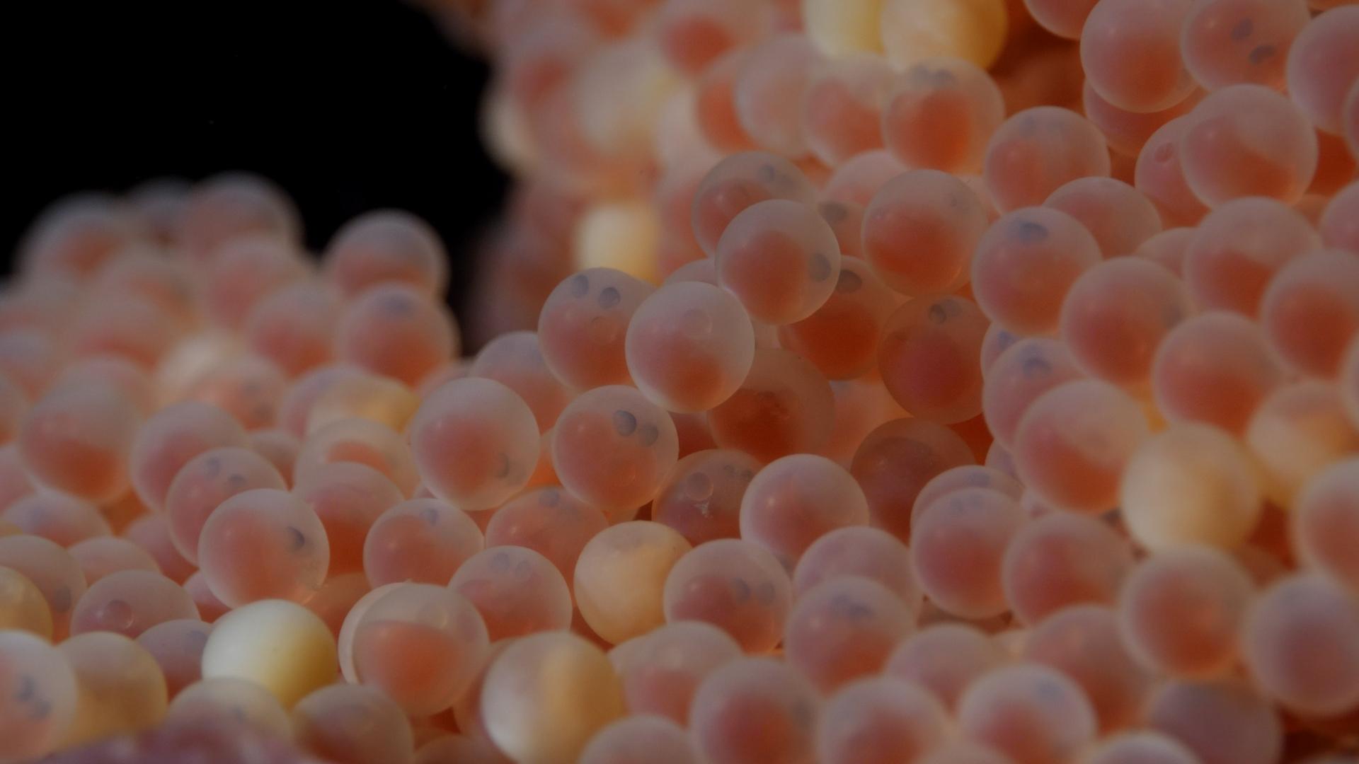 Eggs in the Sea – An Incredible Collection - Deep Sea Reporter