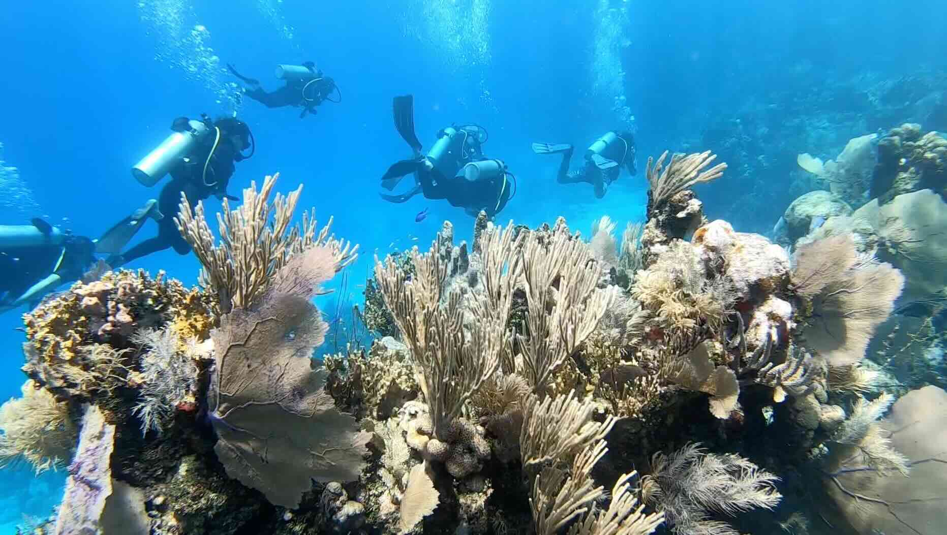 Disturbing Report From Paradise - Deep Sea Reporter