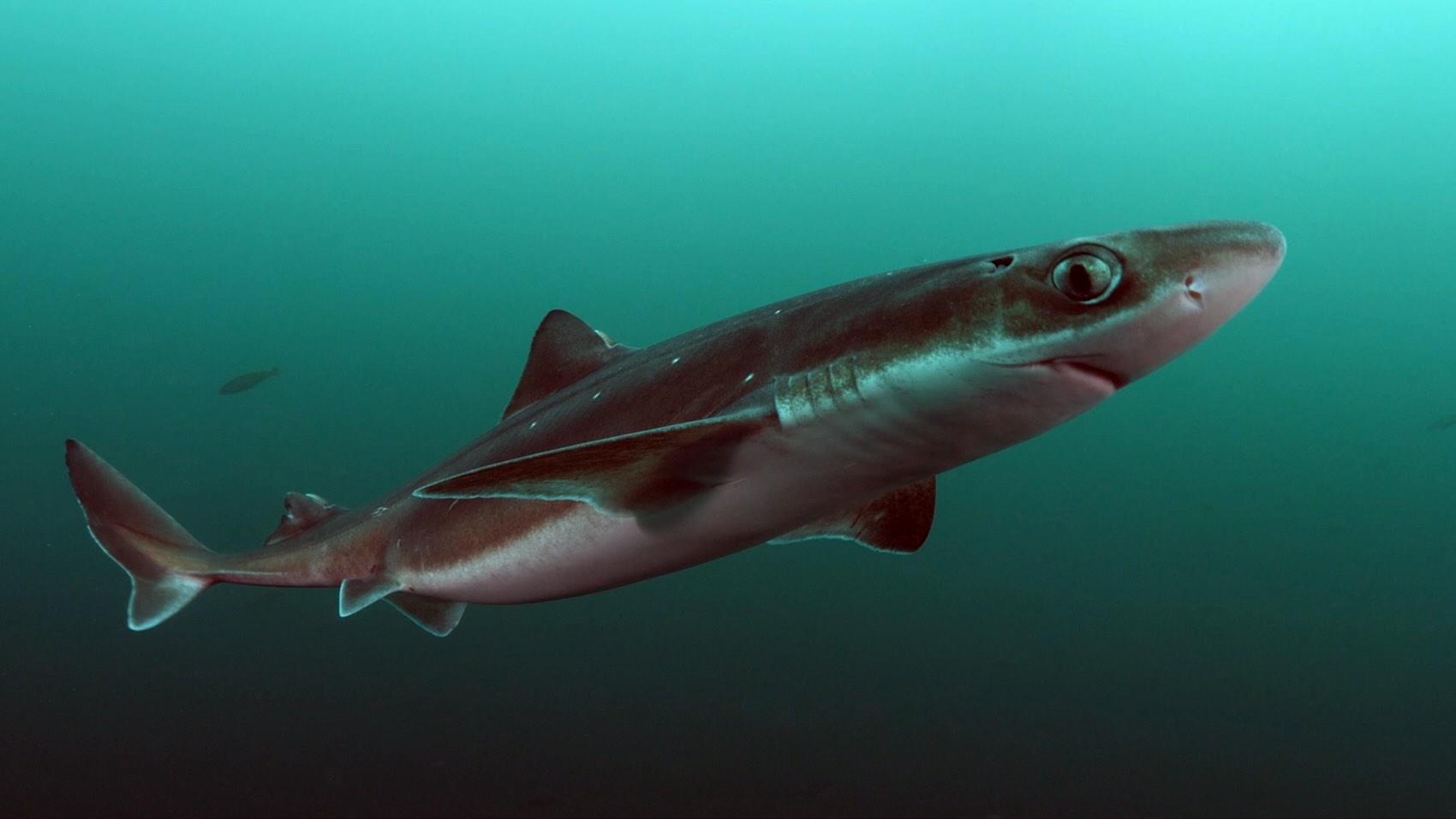 As Cod numbers decline, Sharks Make A Comeback. - Deep Sea Reporter