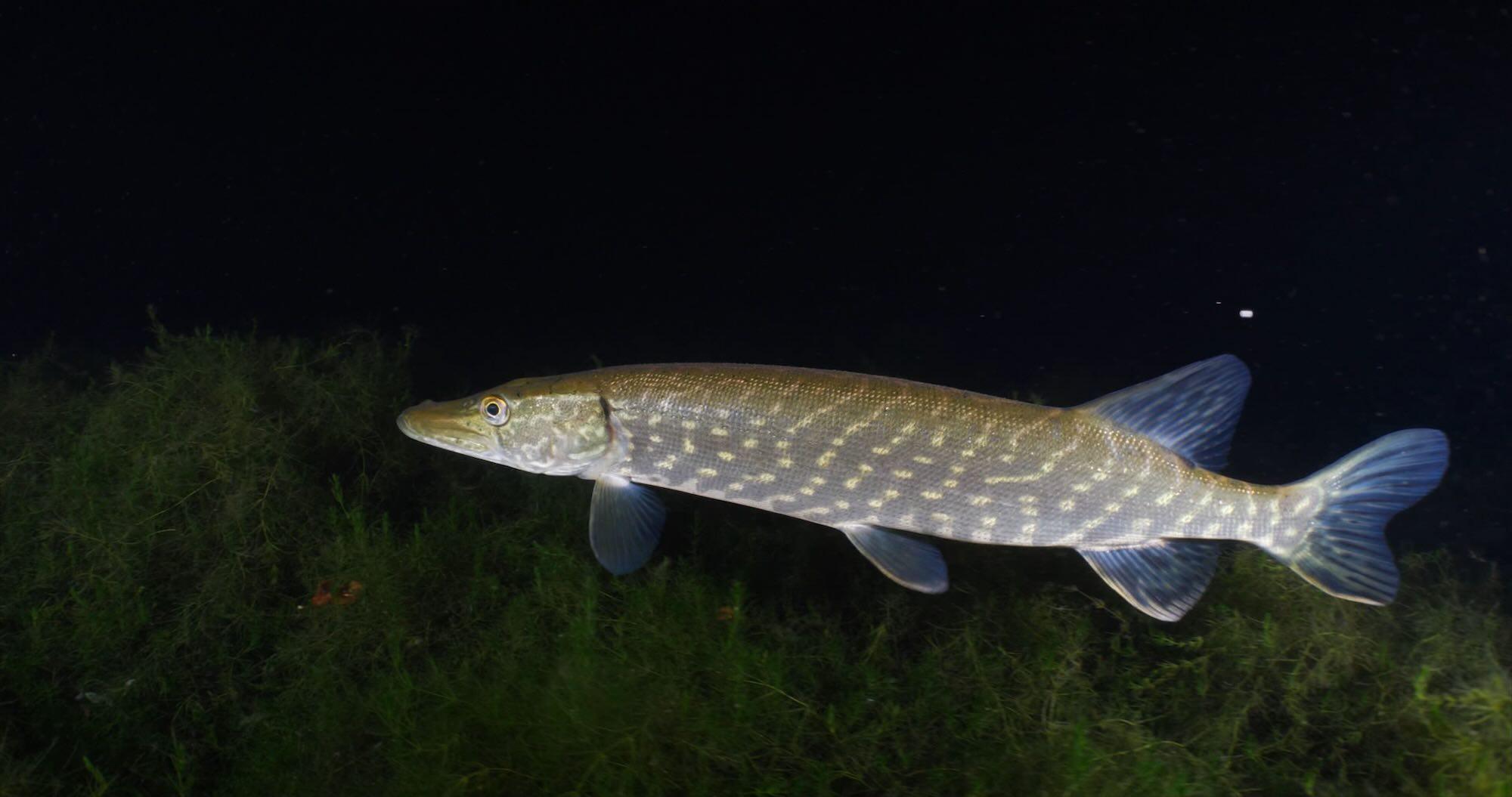 Pike Numbers are Increasing in the Stockholm Archipelago – According to ...