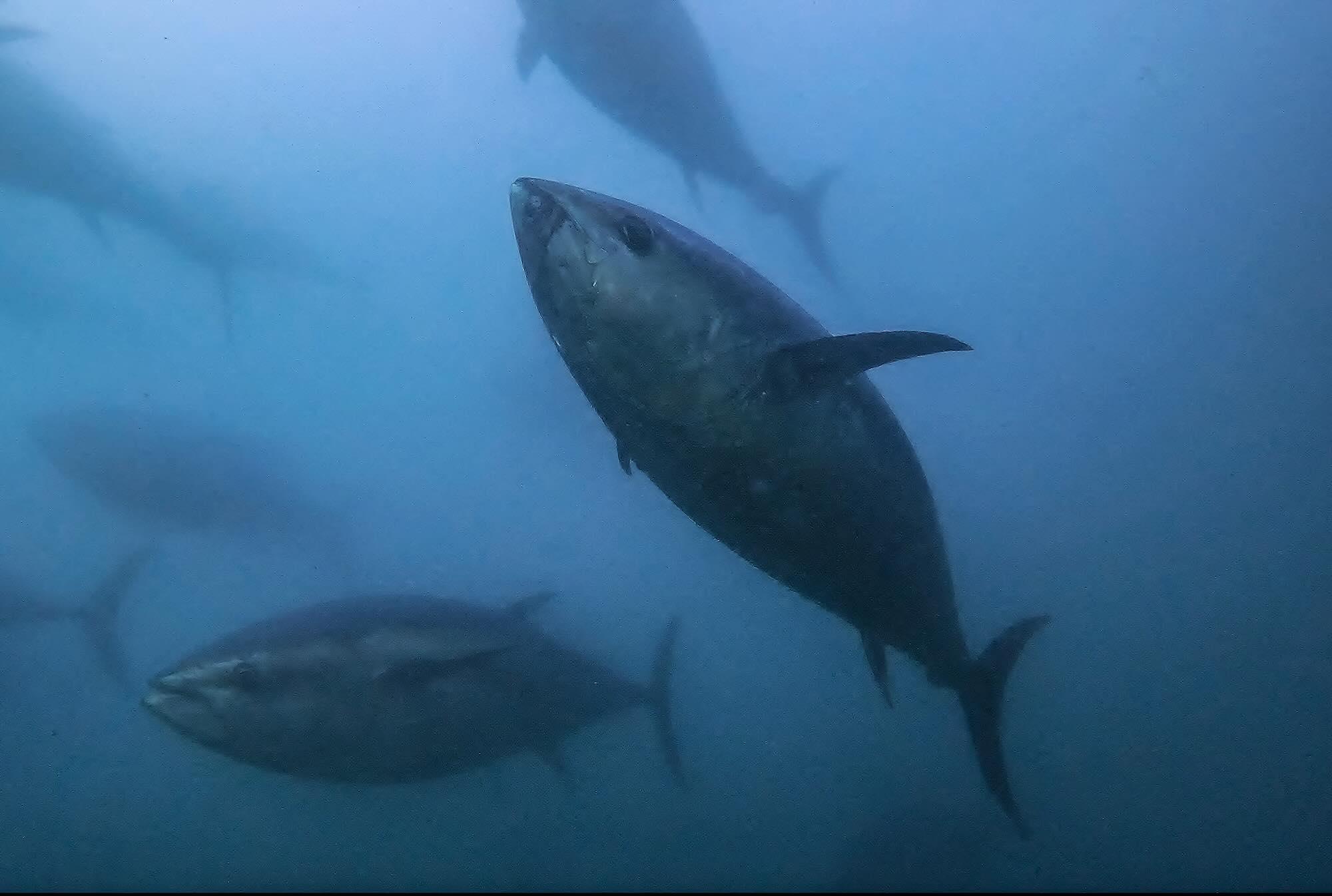 Tuna Fishing in the Azores – One of the World’s Most Sustainable - Deep ...